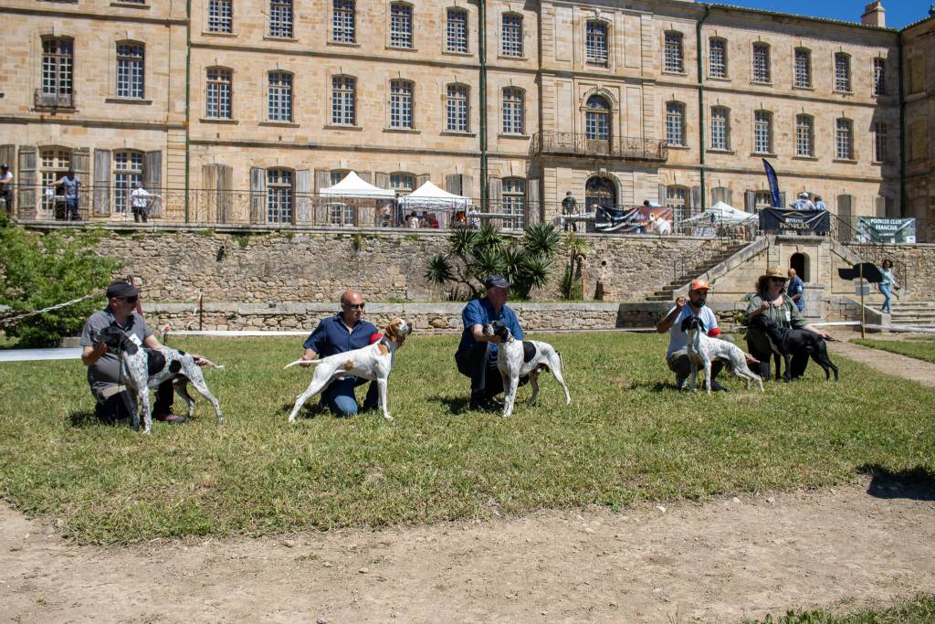 Les indispensables pour débuter en exposition - Pointer Club Français