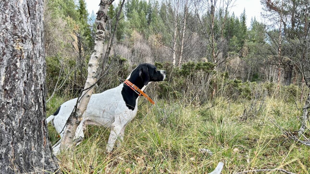 Le Pointer, chien de chasse d'exception - Pointer Club Français