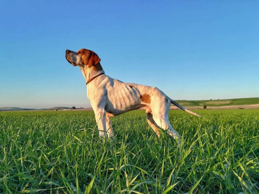 Le Pointer, chien de chasse d'exception - Pointer Club Français