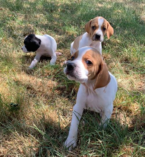 Élevage - Pointer Club Français